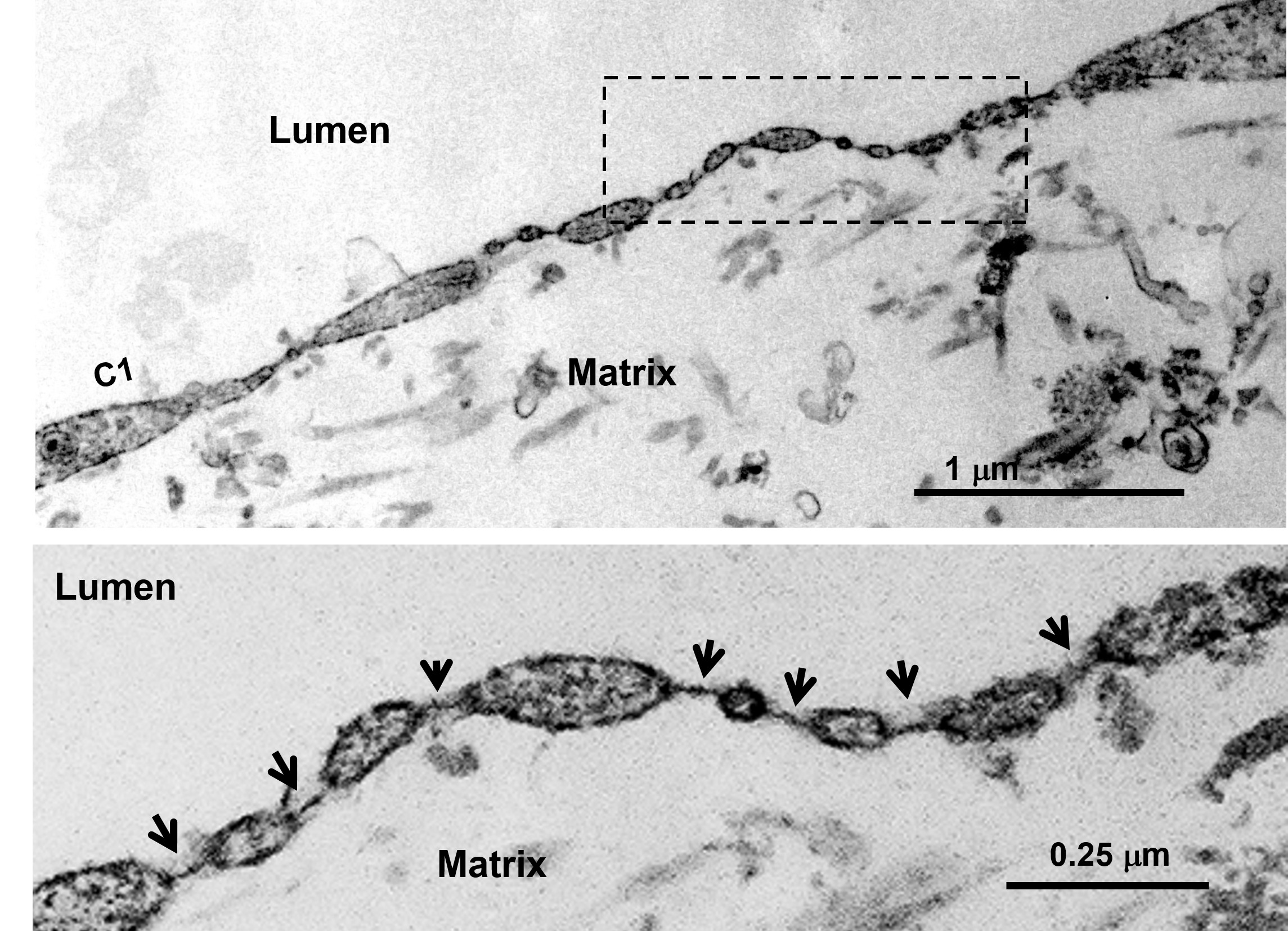 UW Bioengineers design tiny vascular networks, study clotting | UW ...