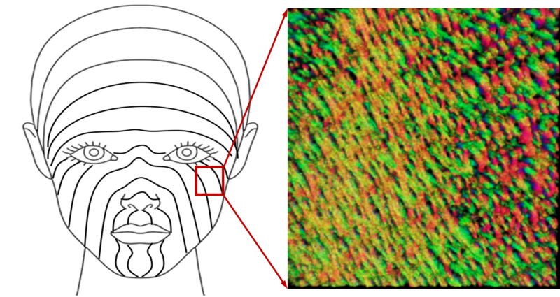Imaging method captures deep layers of collagen in 3D – UW Bioengineering