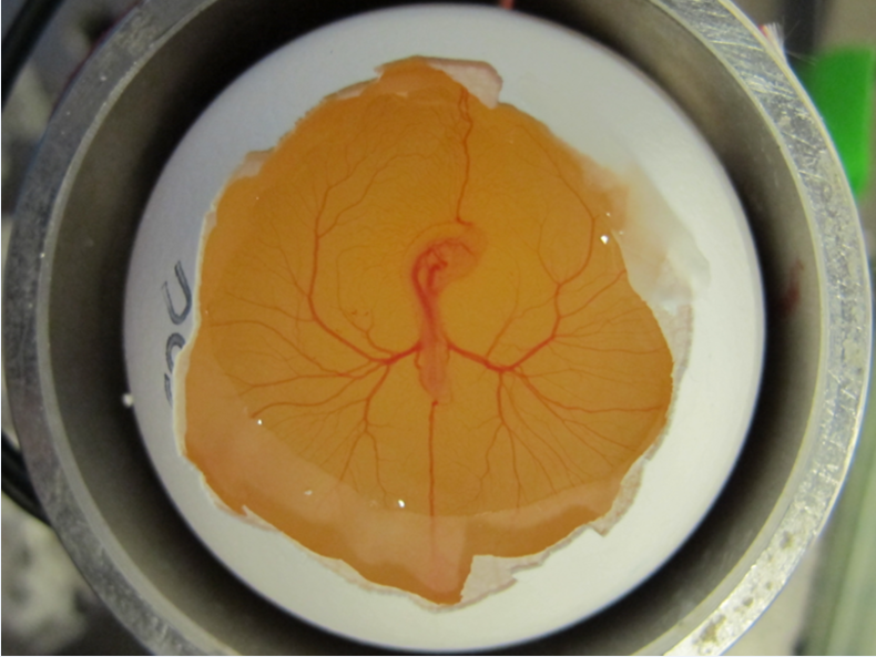 Pollack lab shows that it’s not just the heart that pumps blood | UW Bioengineering