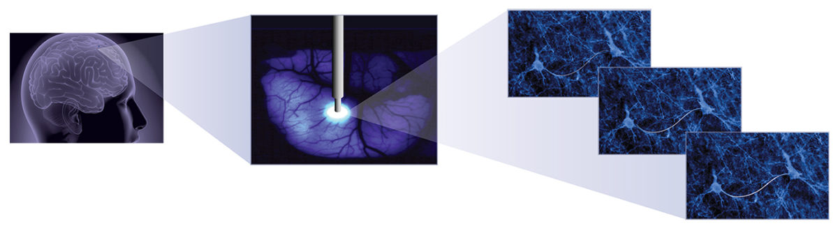 Azadeh Yazdan receives $3.2M to study optogenetics to precisely rewire ...