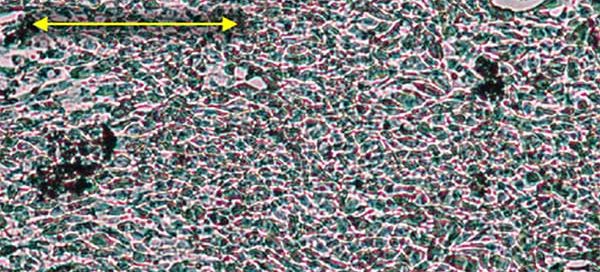 Featured Publications | UW Bioengineering