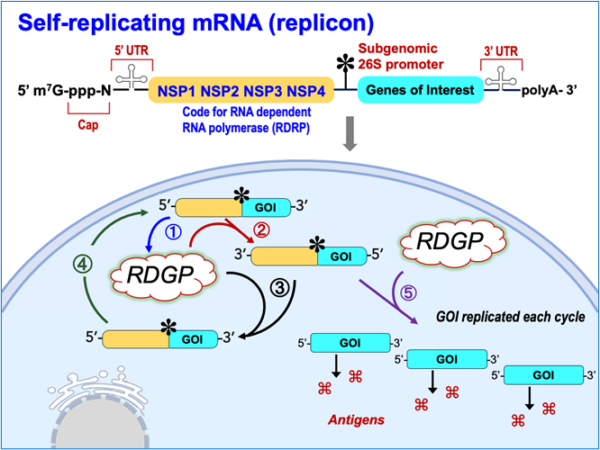 Bryers lab awarded $3.1M to develop self-replicating mRNA vaccine for ...